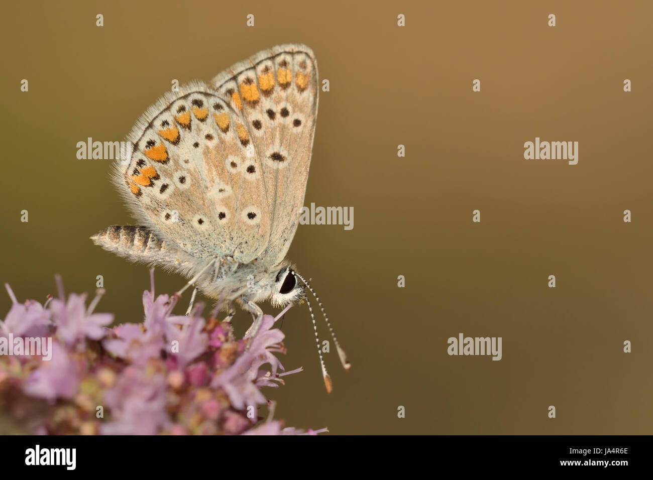 female, bloom, blossom, flourish, flourishing, butterfly, plant, female ...