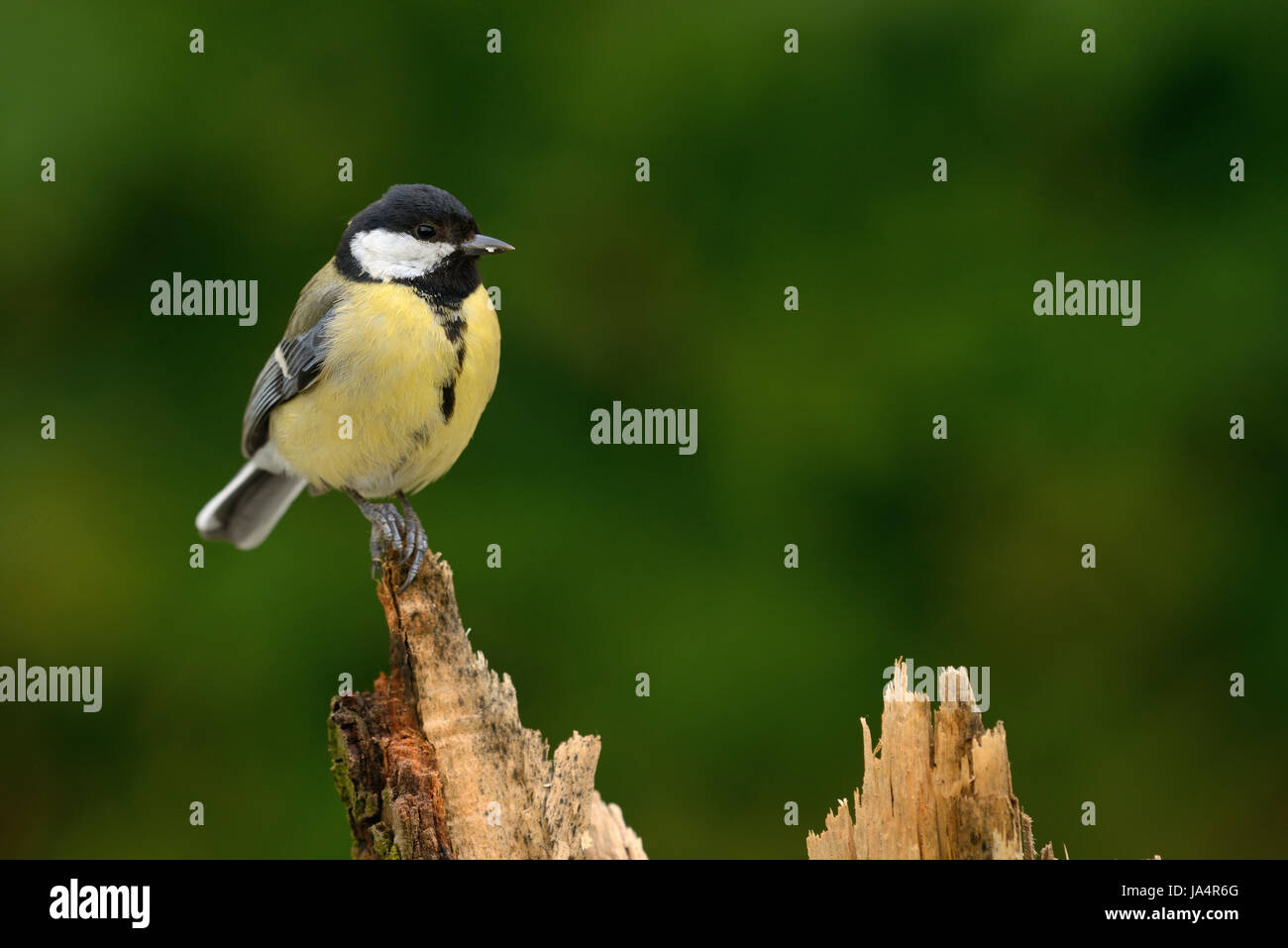 tree, bird, birds, snag, titmouse, great titmouse, tree, animal, bird ...