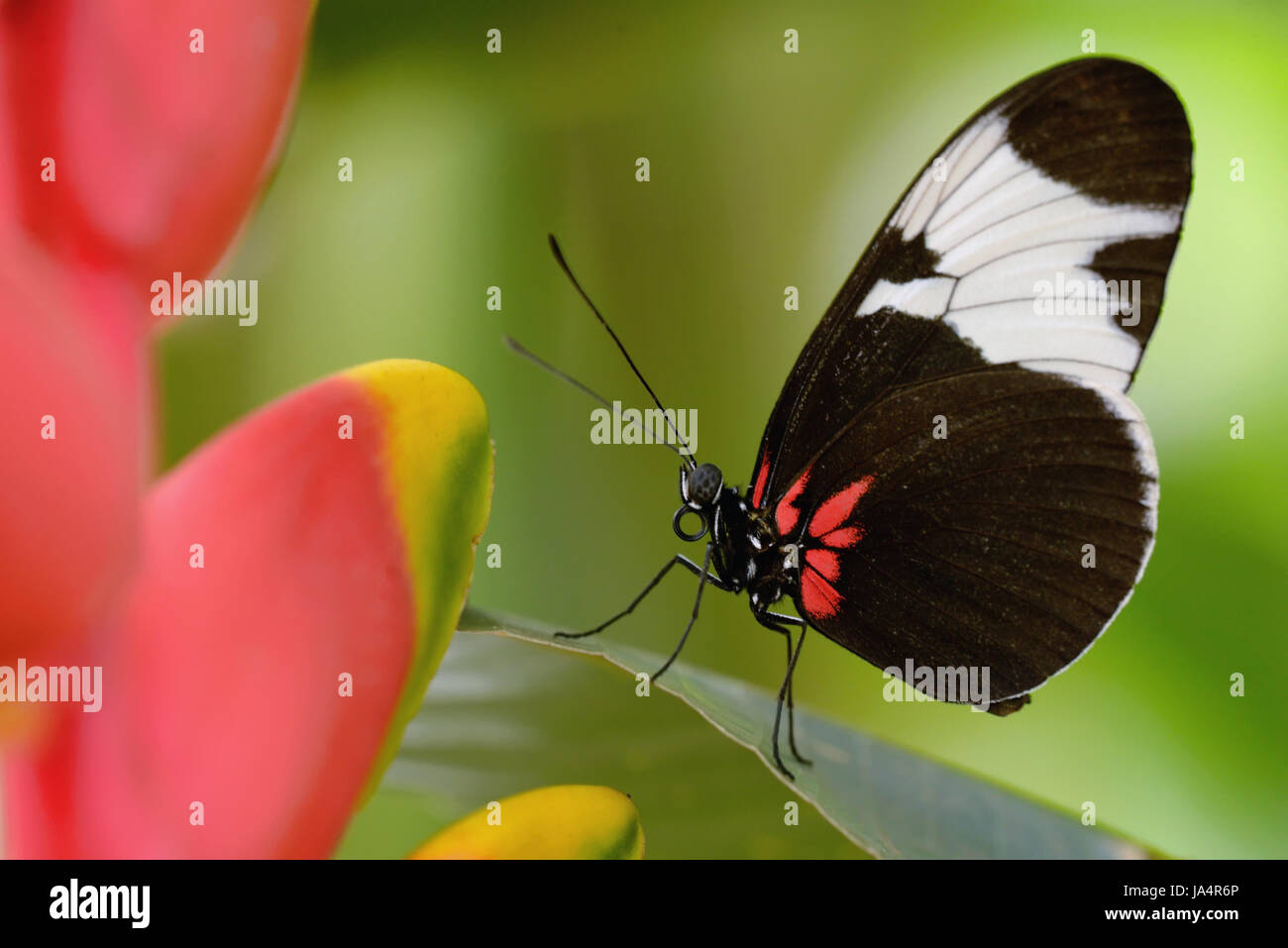 animal, insect, bloom, blossom, flourish, flourishing, butterfly ...