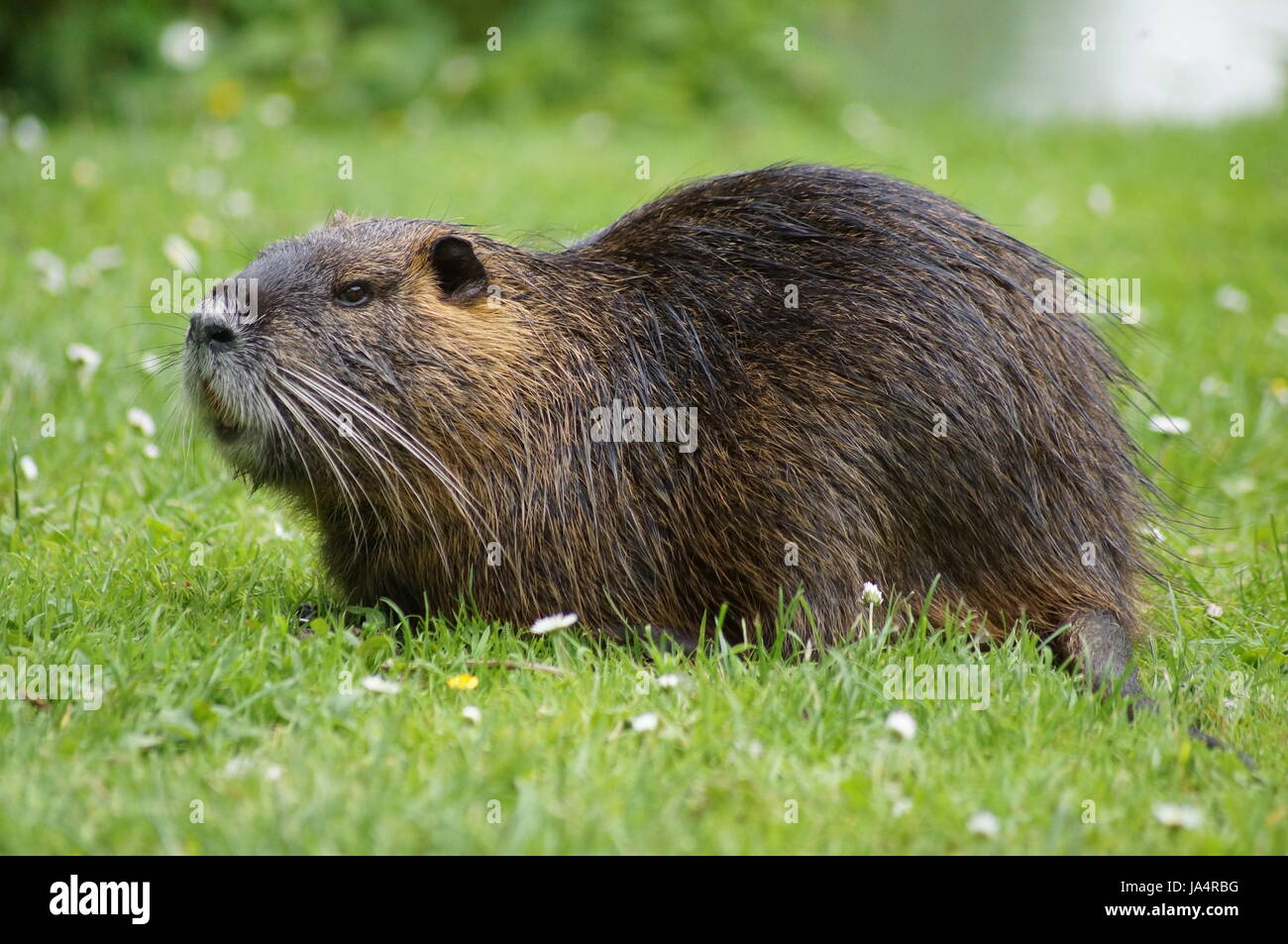 animal, mammal, rodent, wild animal, salt water, sea, ocean, water ...