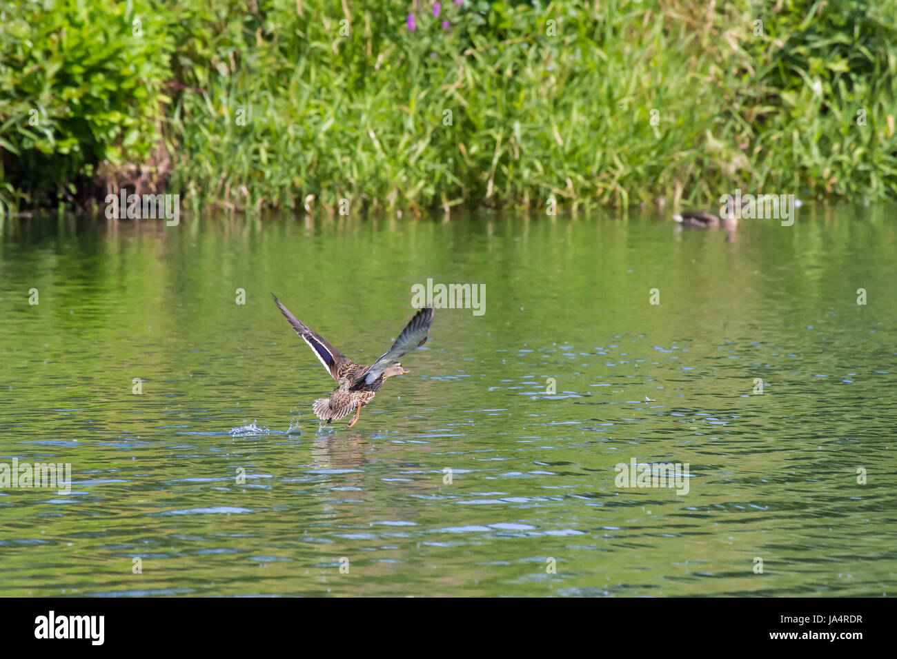 bird, birds, feathers, feathering, waterfowls, waterfowl, fresh water ...
