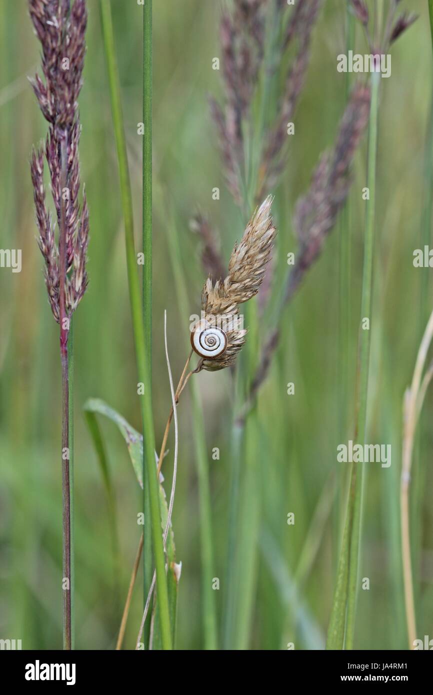 snail, snail shell, blades, blades of grass, blade of grass, grass ...