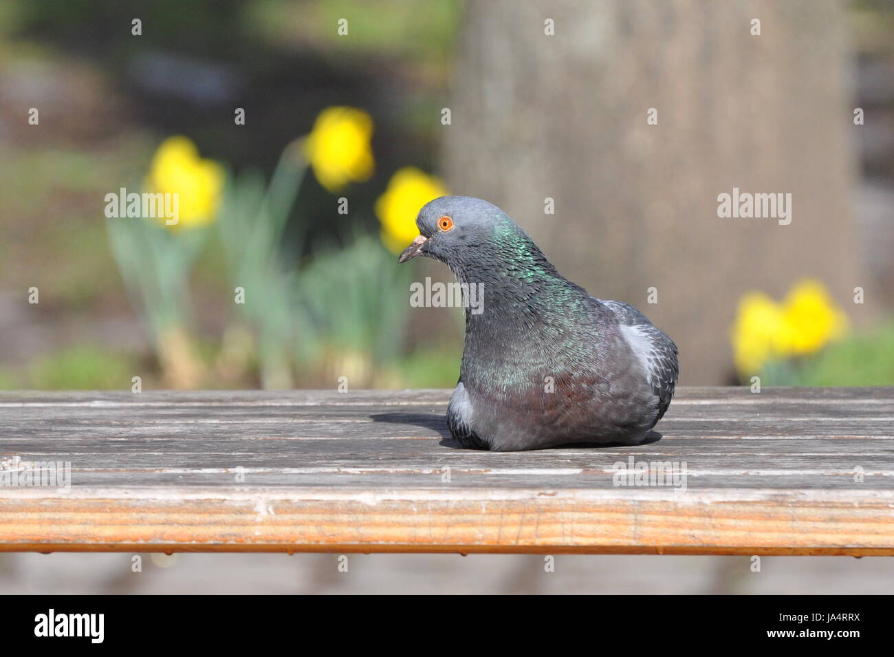 city, town, bird, birds, pigeon, seat, bench, city, town, tree, bird ...