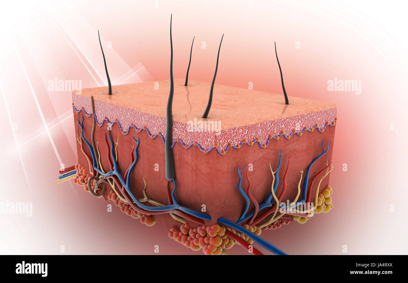 Nerve cells skin hi-res stock photography and images - Alamy