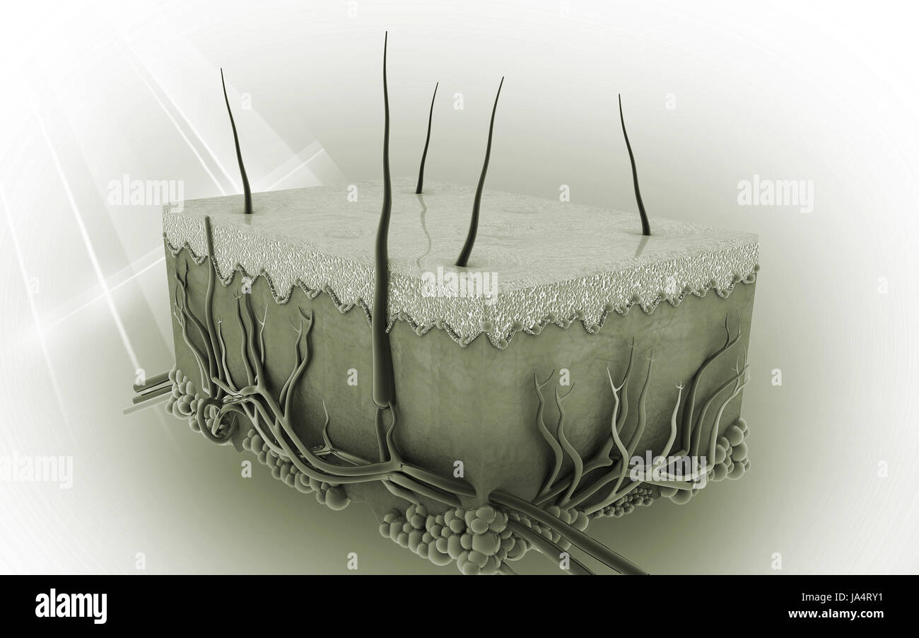 education, medicinally, medical, graphics, colour, science, skin, human ...