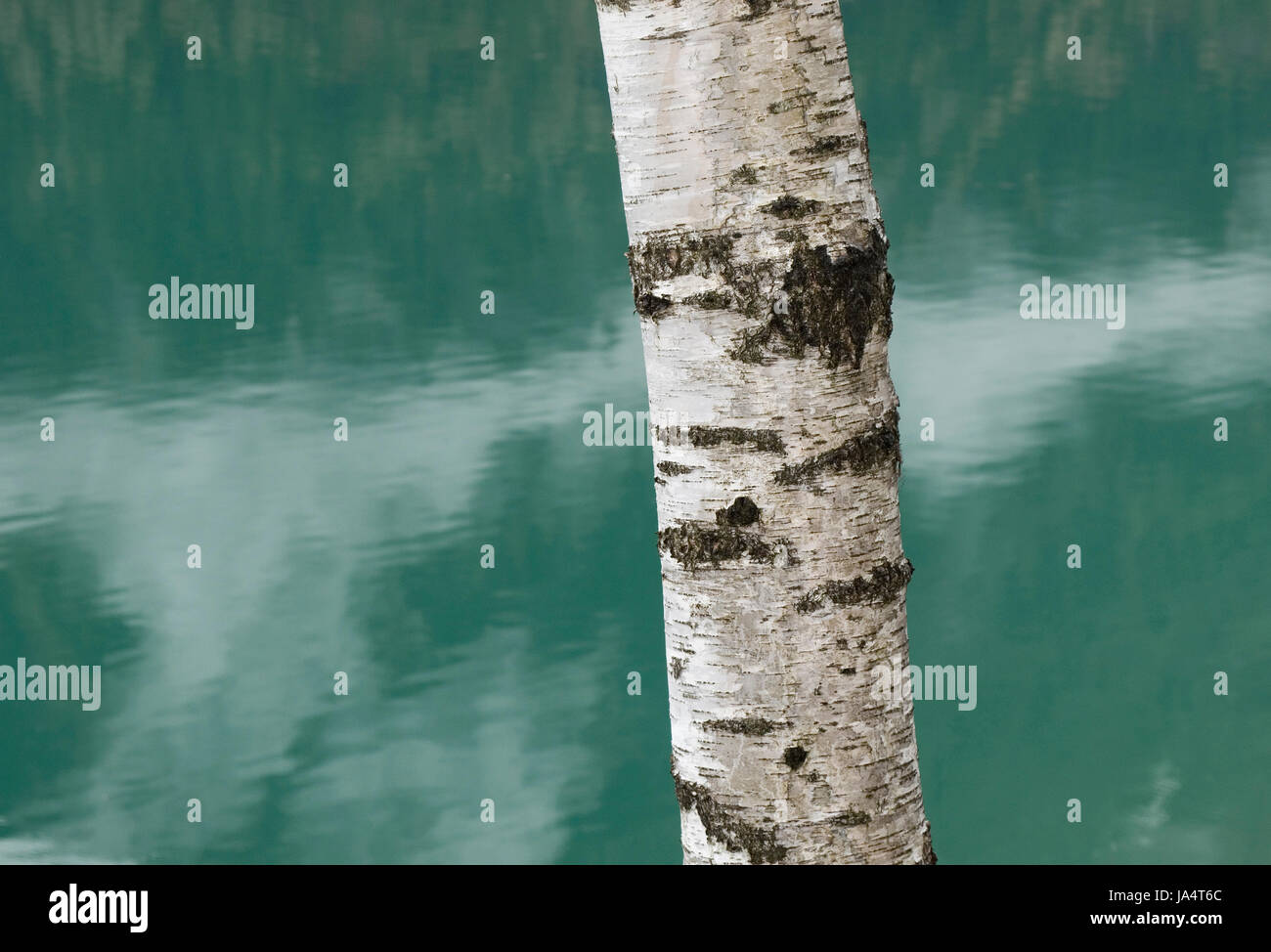 tree, trunk, birch, fresh water, lake, inland water, water, bark ...