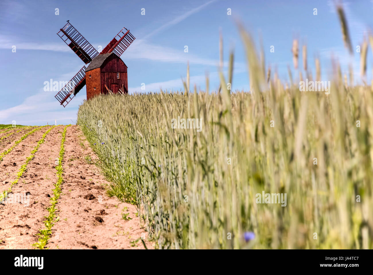 agriculture, farming, field, fields, windmill, mill, grain field, corn ...