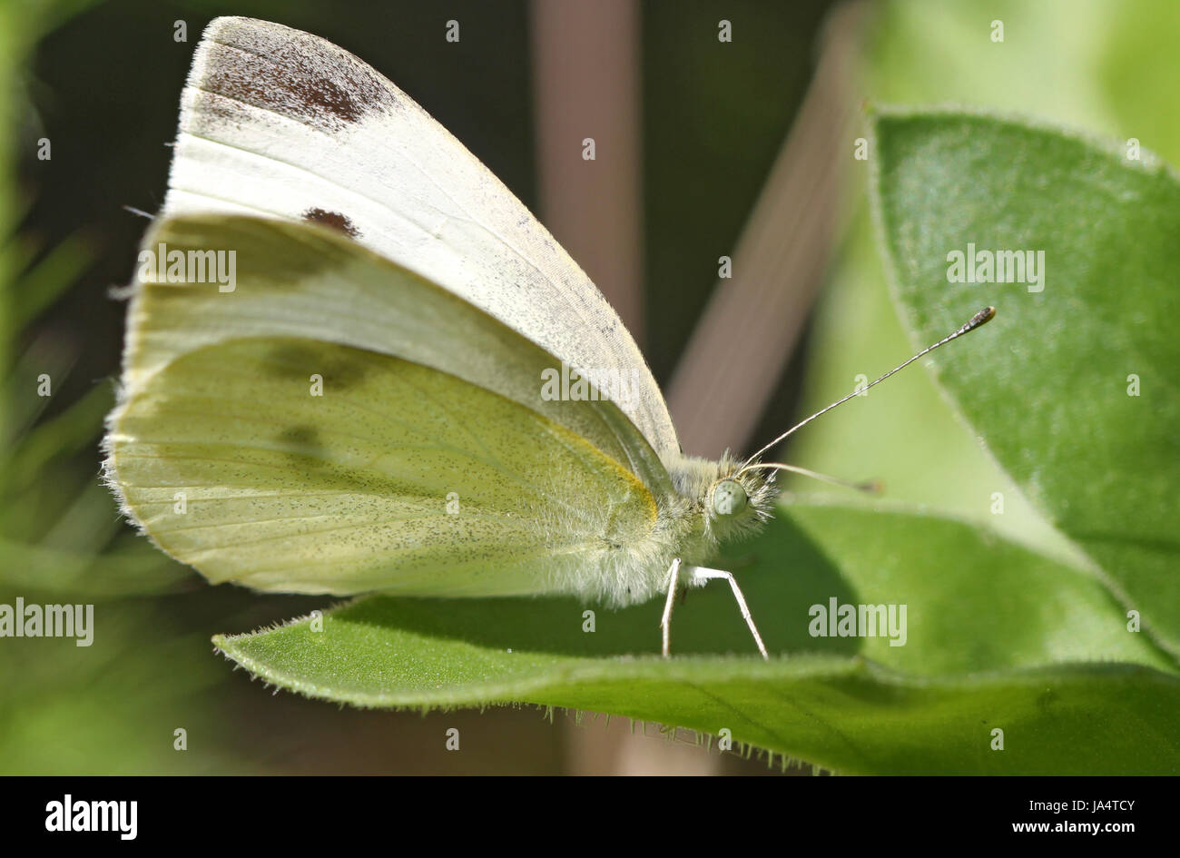 butterfly, moth, butterflies, albino, cabbage white butterfly, insect ...