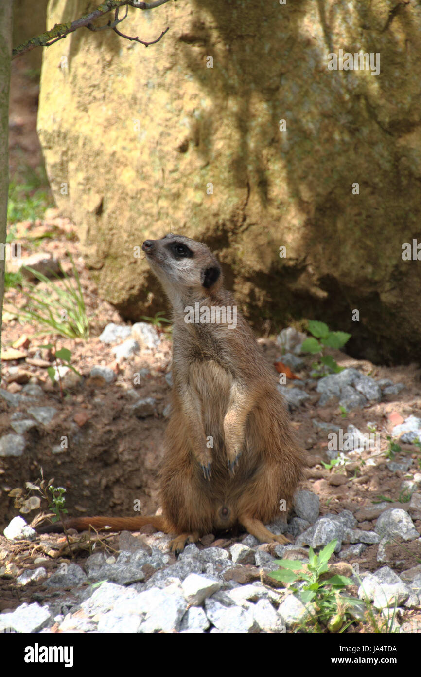 meerkat, meerkats, watching, observe, watch, stand, animal, fauna, zoo ...