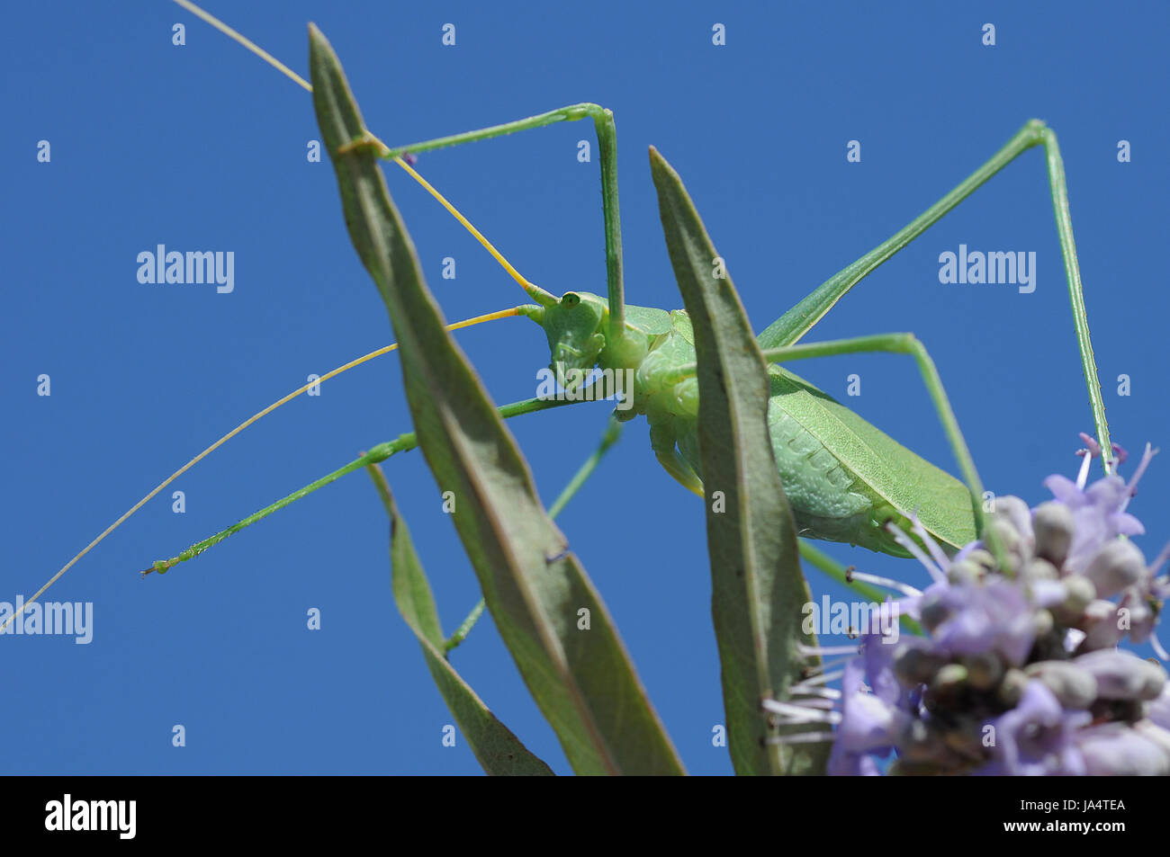 Antenna flip grasshopper green insect hi-res stock photography and ...