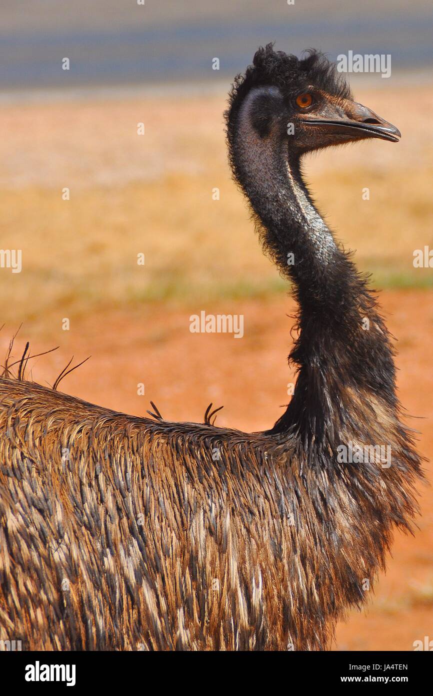 Cursorial Animals High Resolution Stock Photography and Images - Alamy
