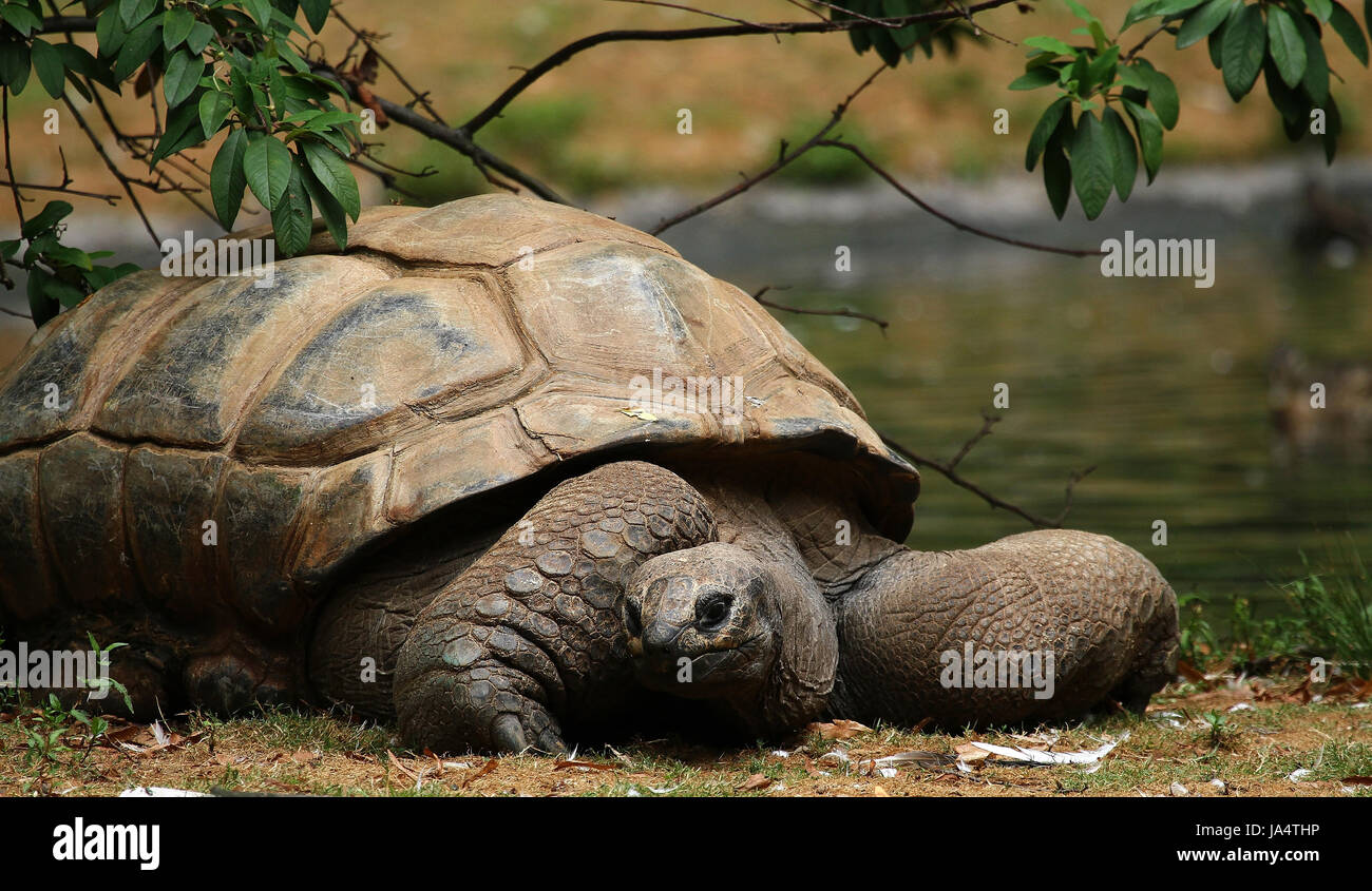 reptile, armour, seychelles, slow, speed, velocity, creep, old, turtle ...