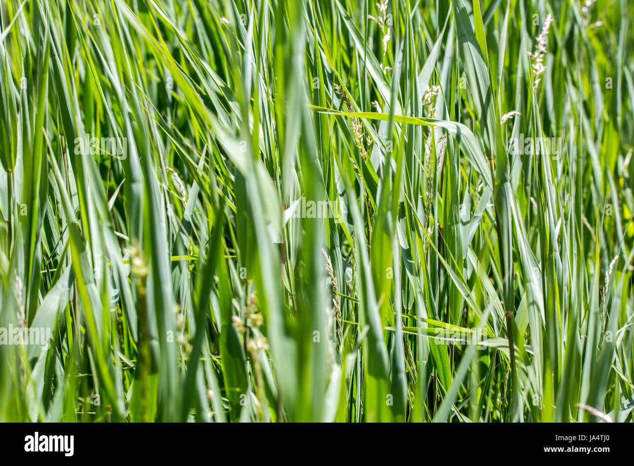 Abstract green grass Stock Photo - Alamy