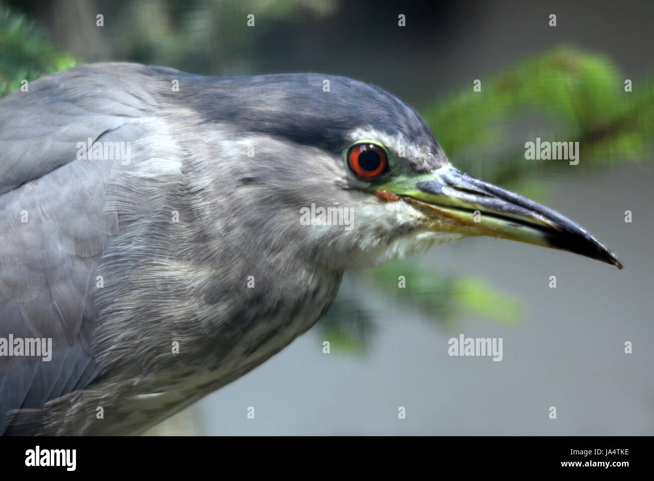 portrait, beak, heron, beaks, bird, fauna, portrait, eye, organ, birds ...