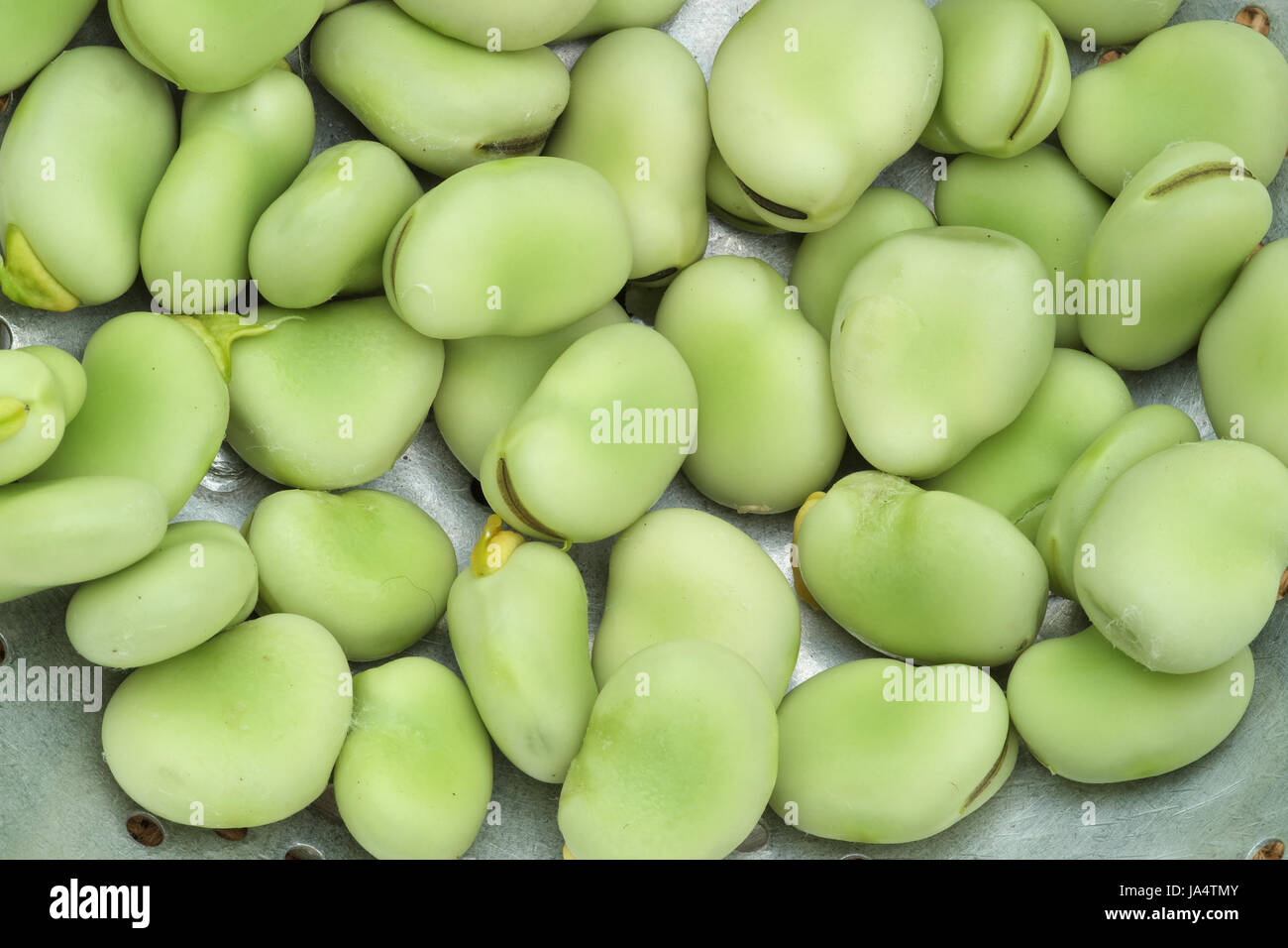 Close-up of a layer of freshly picked broad beans in a metal colander ...
