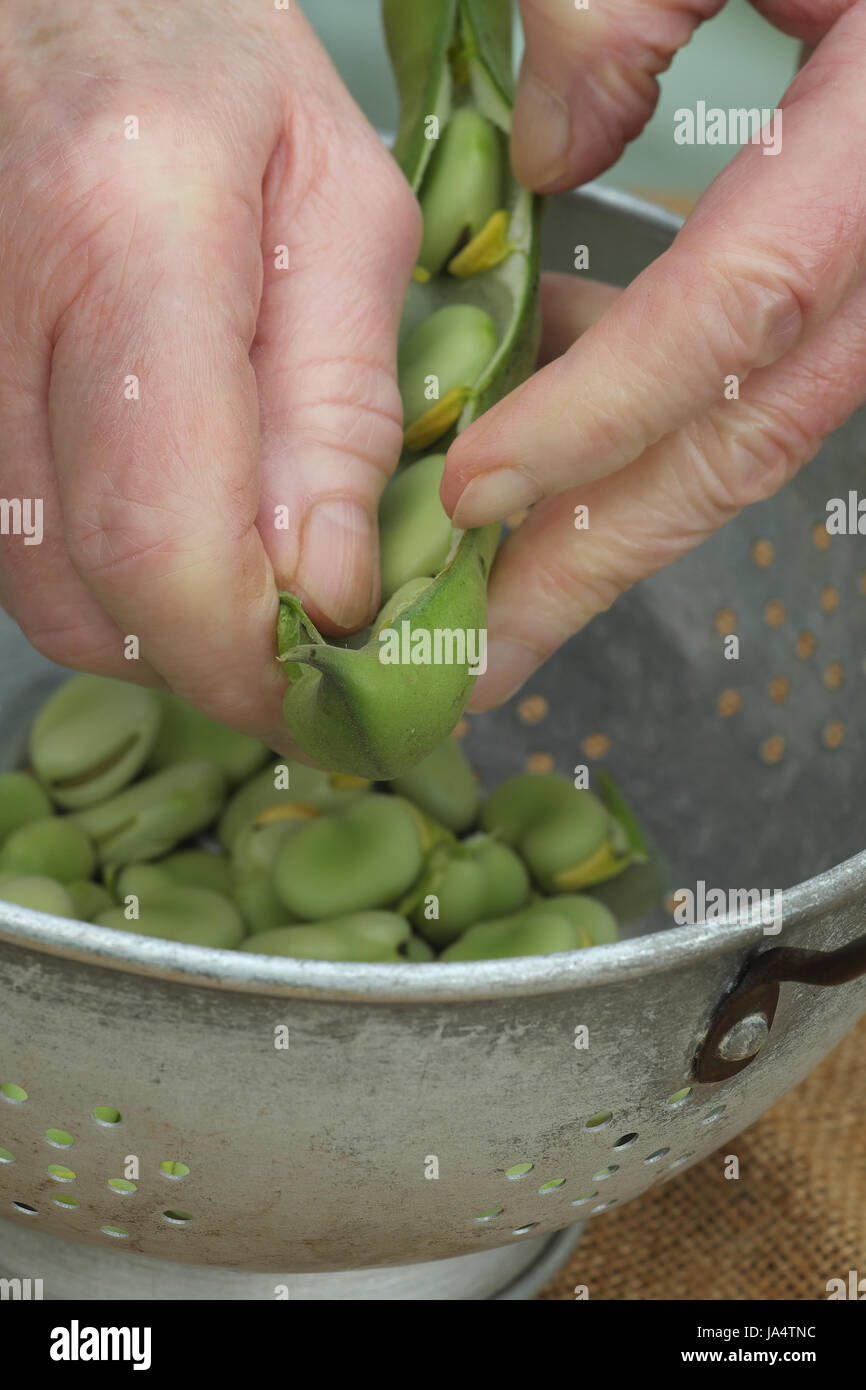 Close-up photograph showing hands shelling freshly picked broad beans ...