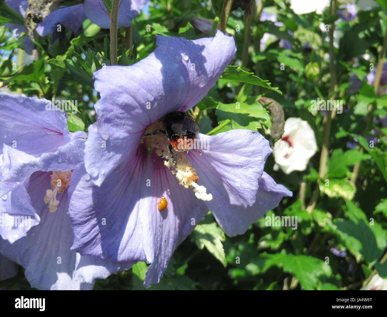 bumblebee, bloom, blossom, flourish, flourishing, purple, pollen ...