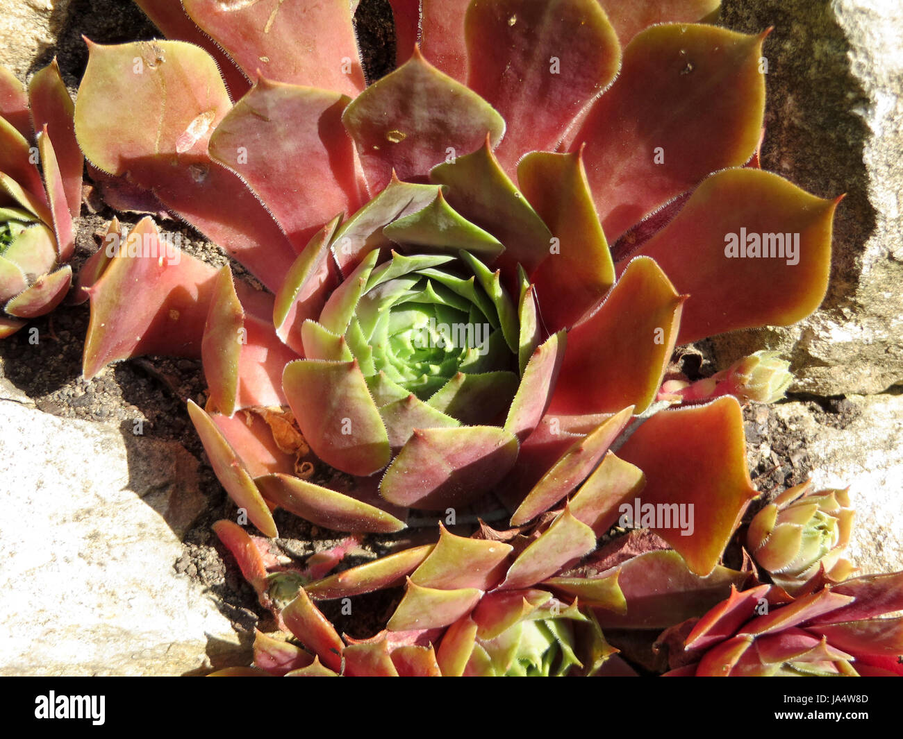flower, plant, rosette, medicinal plant, red, health, act, garden ...
