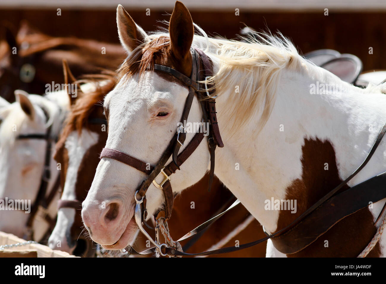 Western blot hi-res stock photography and images - Alamy