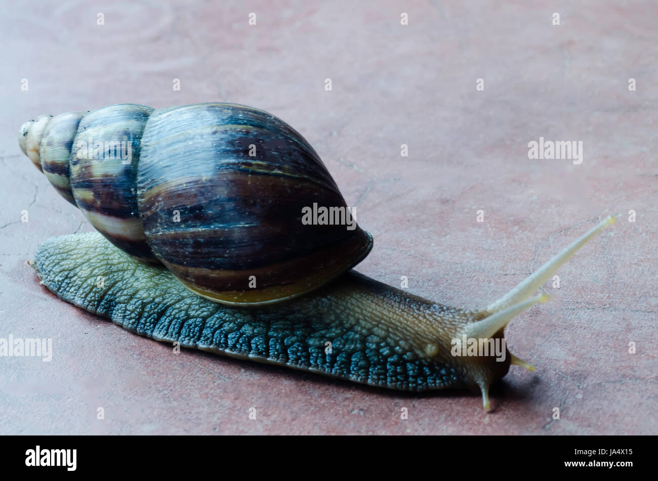 animal, wildlife, antenna, snail, antennae, path, way, speed, velocity ...