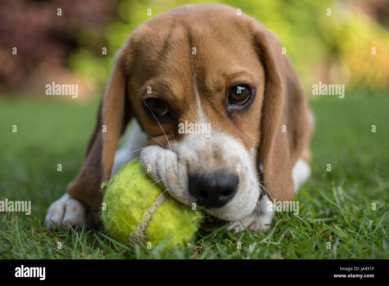 A female Beagle puppy playing and chewing with a yellow tennis ball on ...