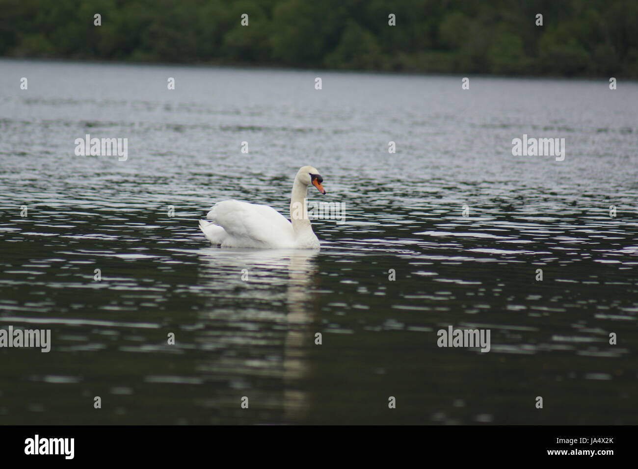 beautiful, beauteously, nice, swan, magical, monster, scotland, magic ...