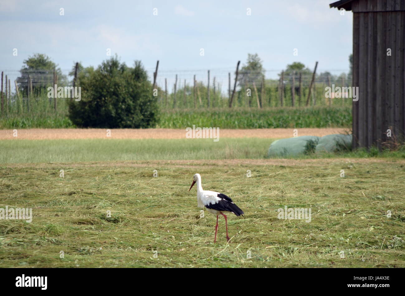 bird, birds, fields, stork, feathering, barn, corn, hop, tree, trees ...