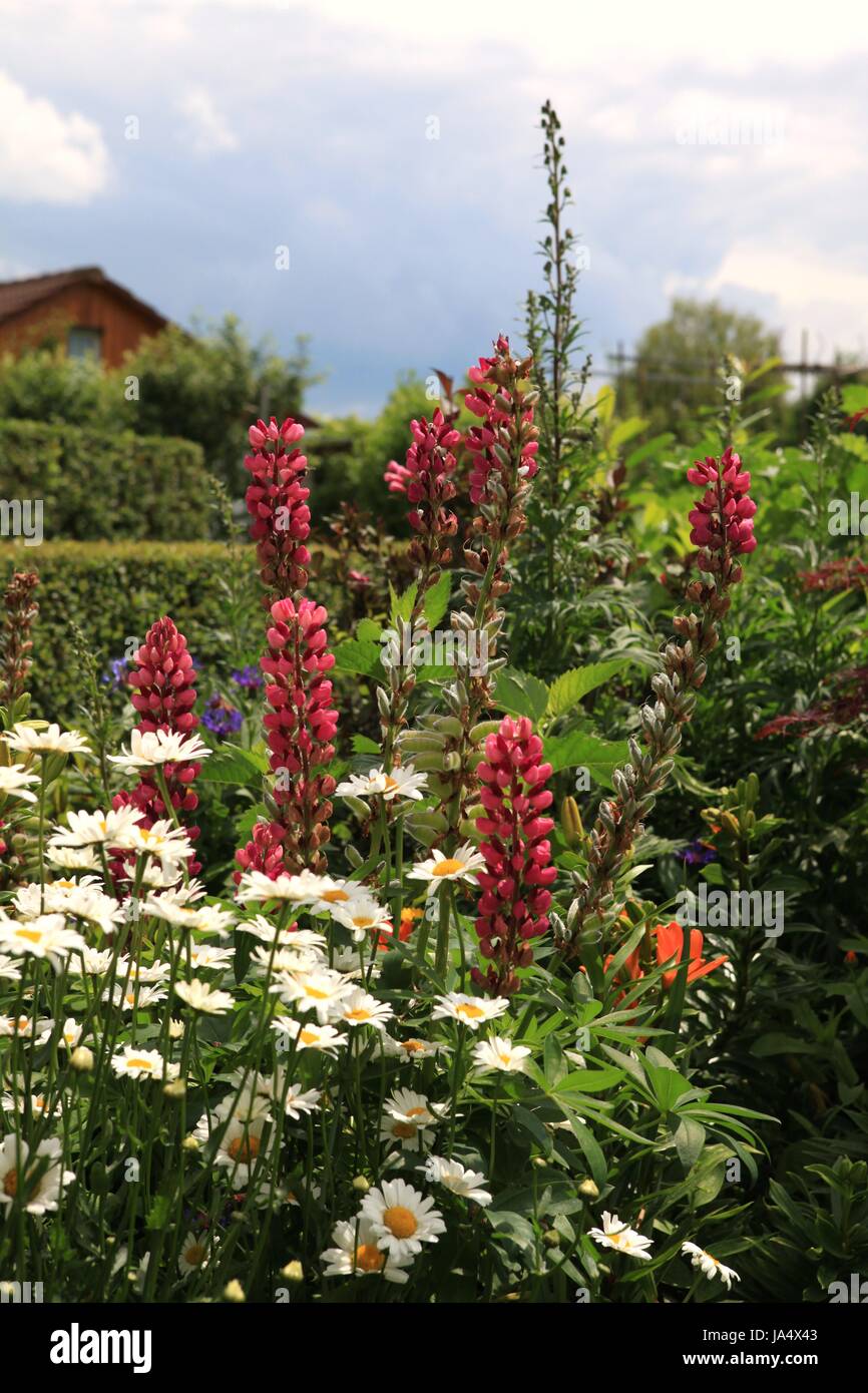 blue, garden, plant, flower, flowers, gardens, firmament, sky, red ...