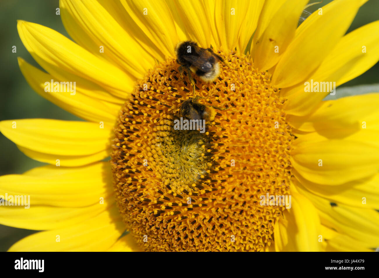 bumblebee, field, flower, sunflower, plant, crops, oil, insect, bee ...
