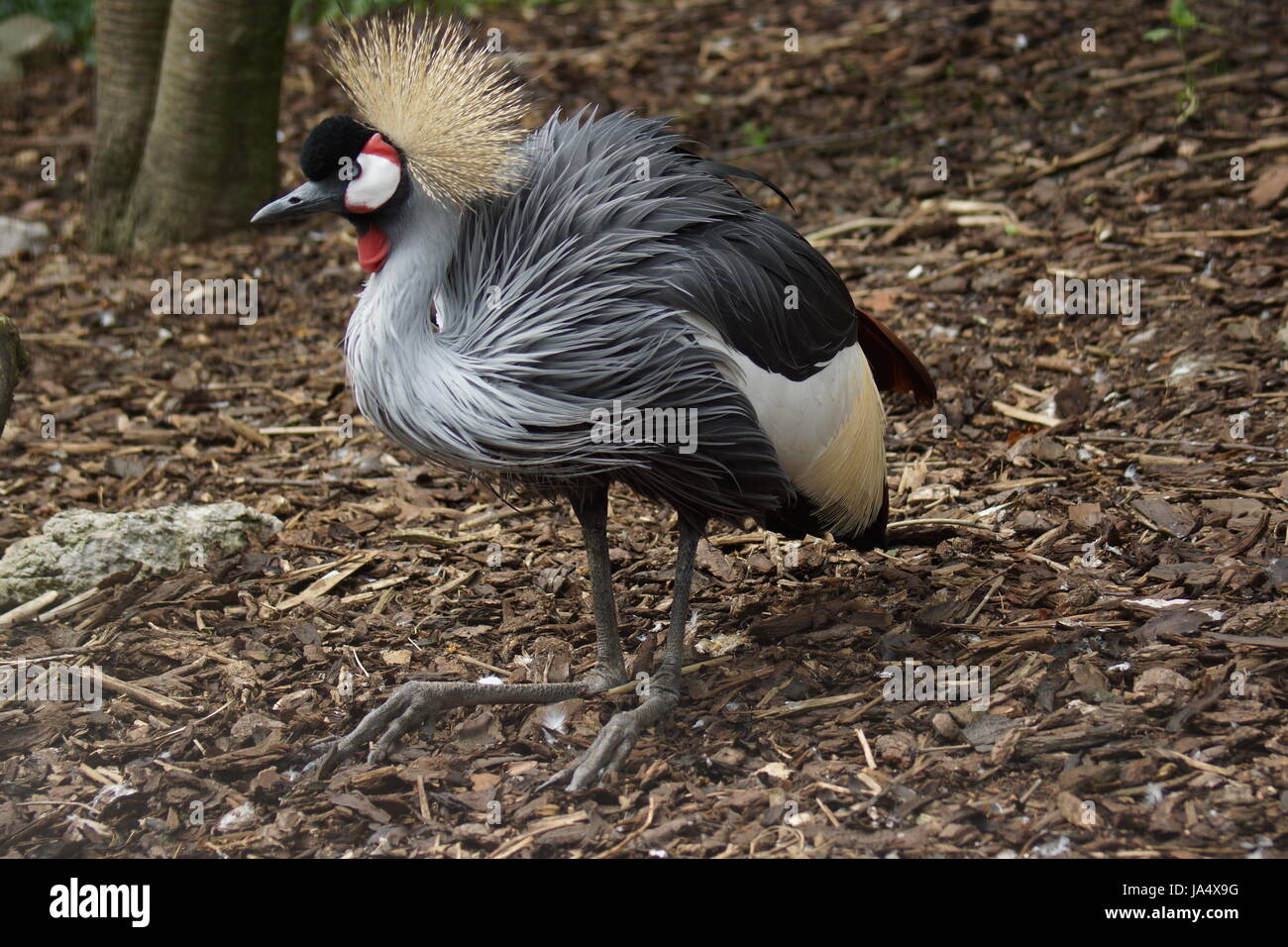 crane, grey, gray, life, exist, existence, living, lives, live, animal ...