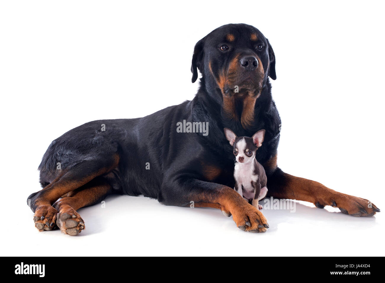 dog, puppy, rottweiler, old, senior, senior citizen, elderly person ...