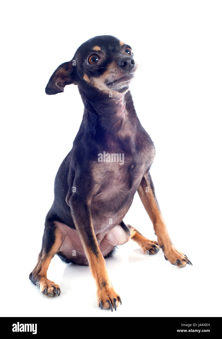 dog, pinscher, senior, senior citizen, elderly person, elder person ...