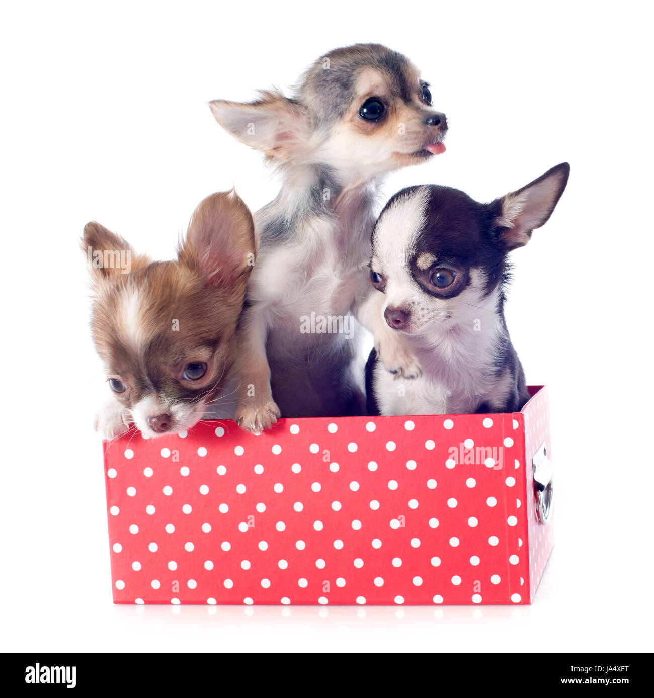 dog, dogs, puppy, box, boxes, two, beautiful, beauteously, nice, animal ...