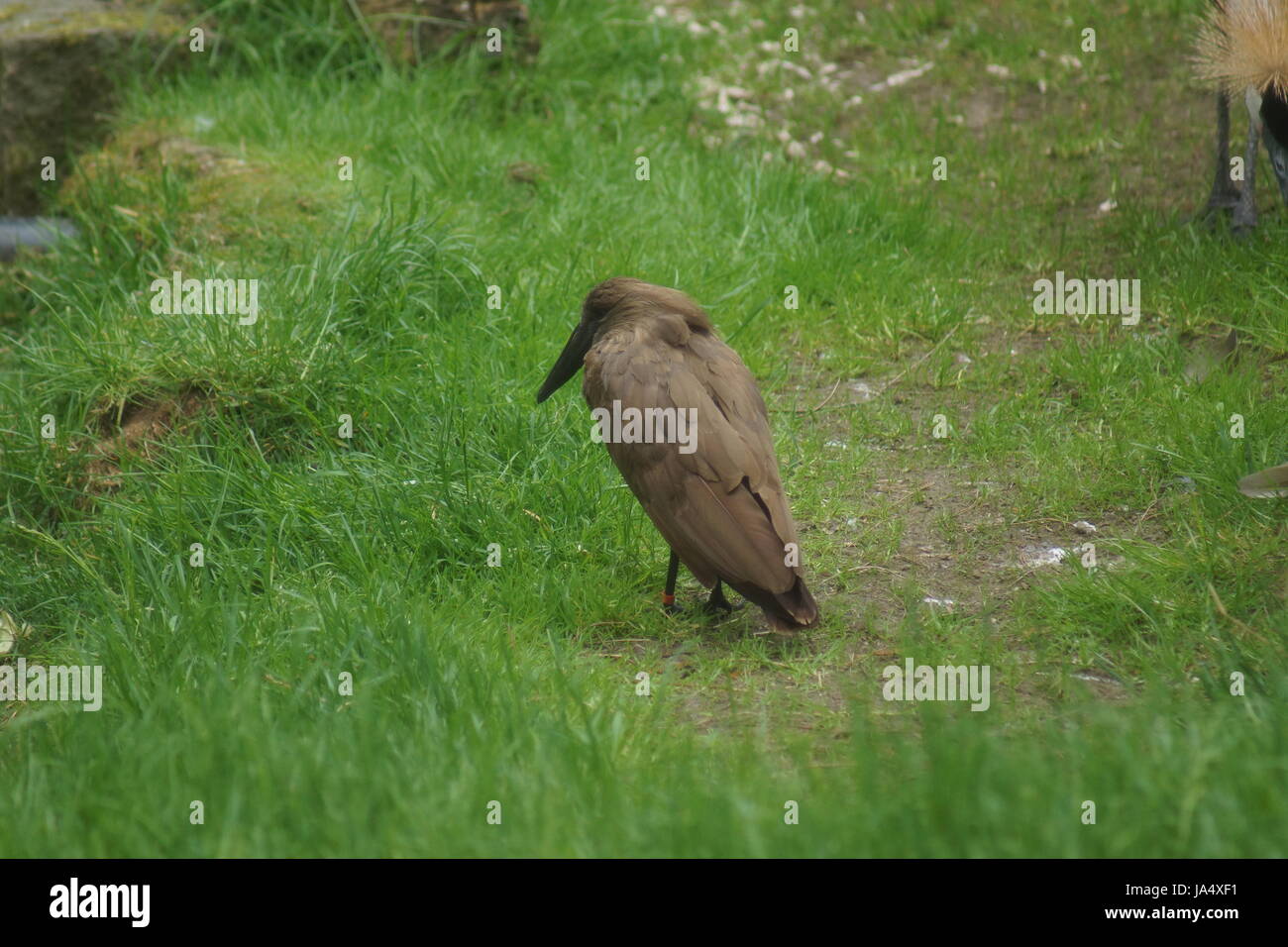 anvil, hammer, hammerhead, gavel, head, animal, bird, brown, brownish ...