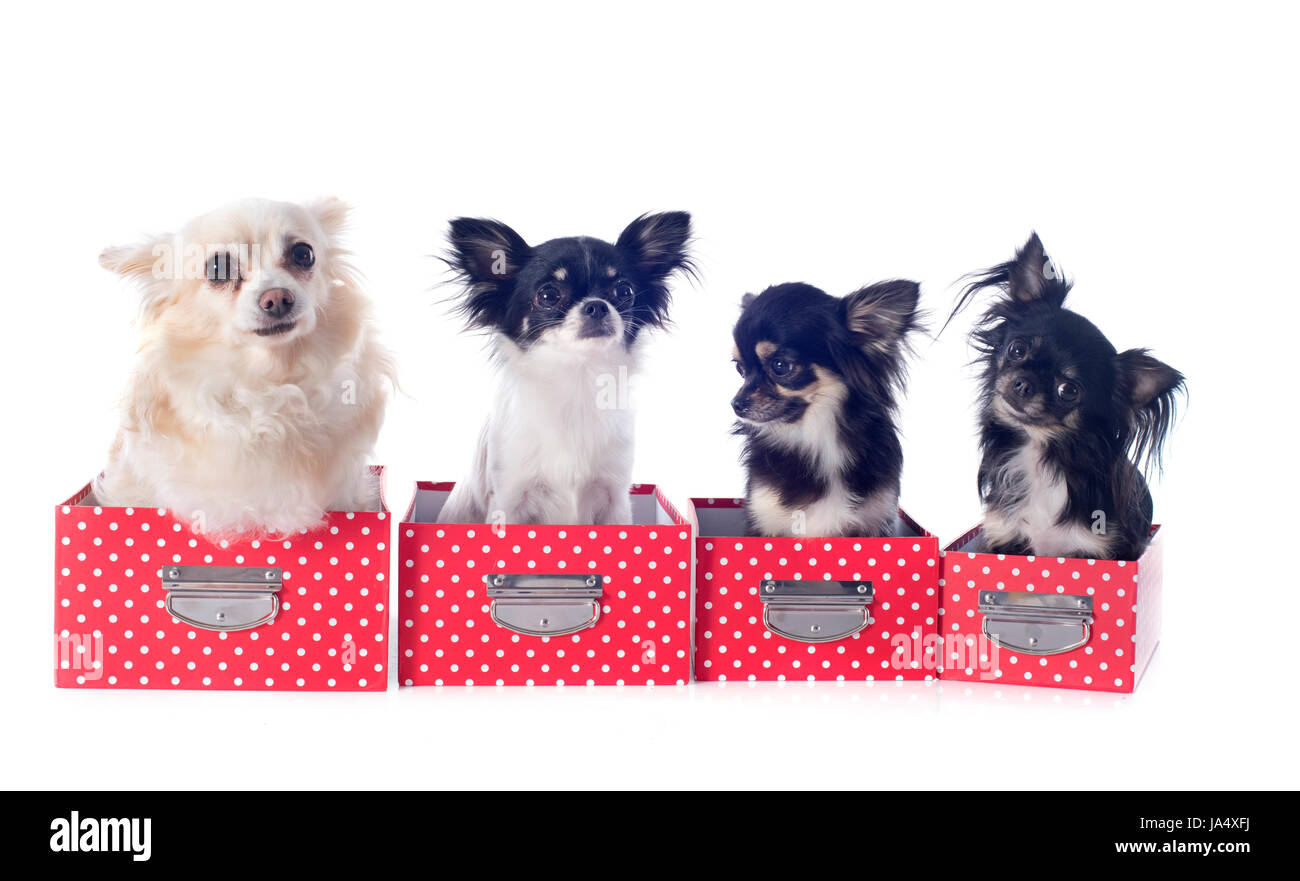 dog, dogs, puppy, box, boxes, two, beautiful, beauteously, nice, animal ...