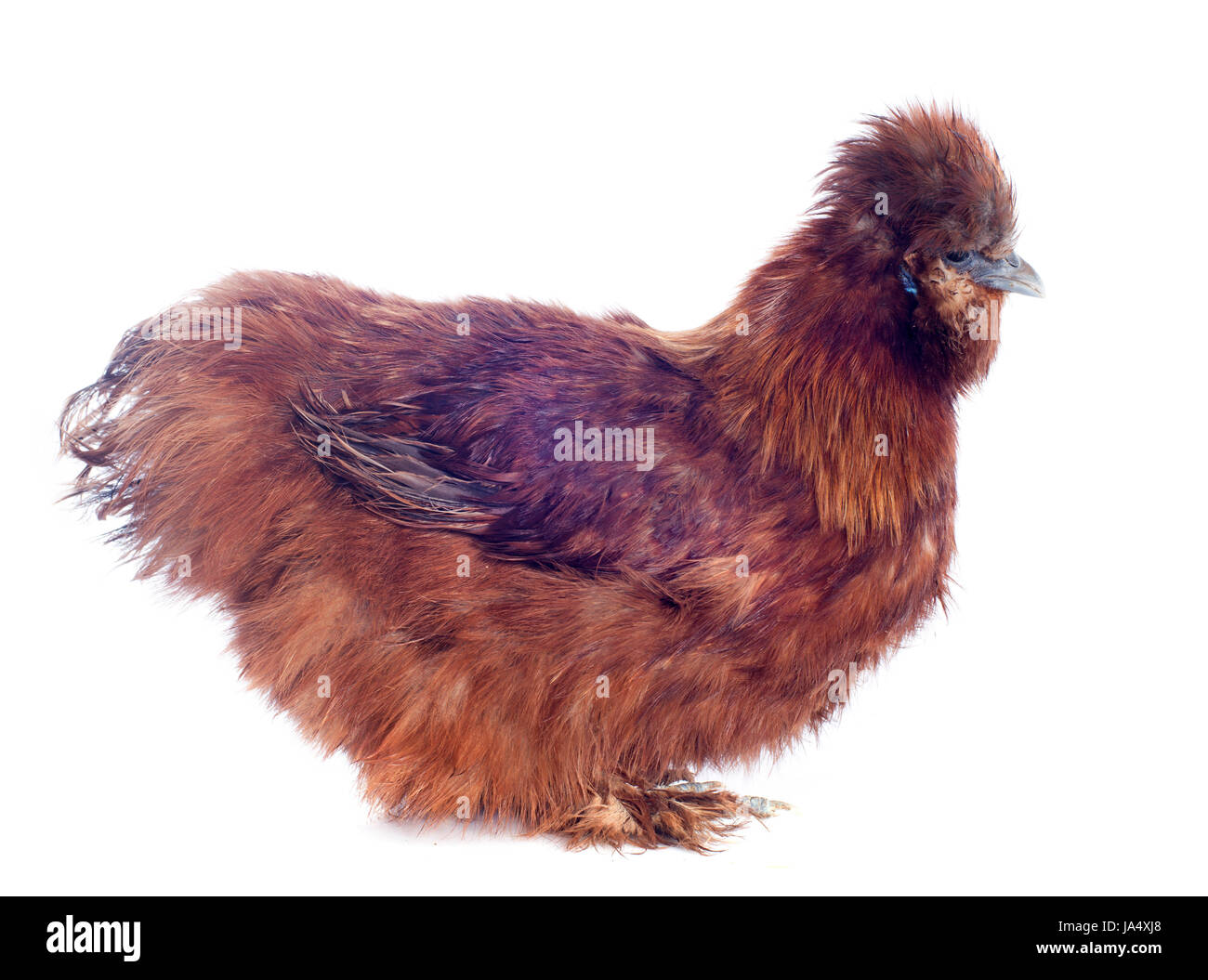 A small bantam silkie on a white background Stock Photo - Alamy