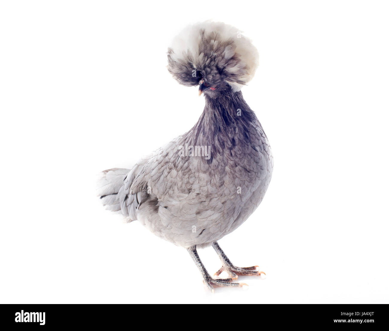 beautiful dutch bantam on a white background Stock Photo - Alamy