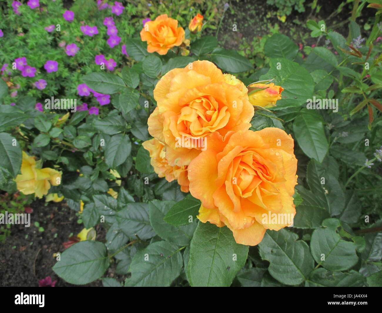 Amber rose hi-res stock photography and images - Alamy