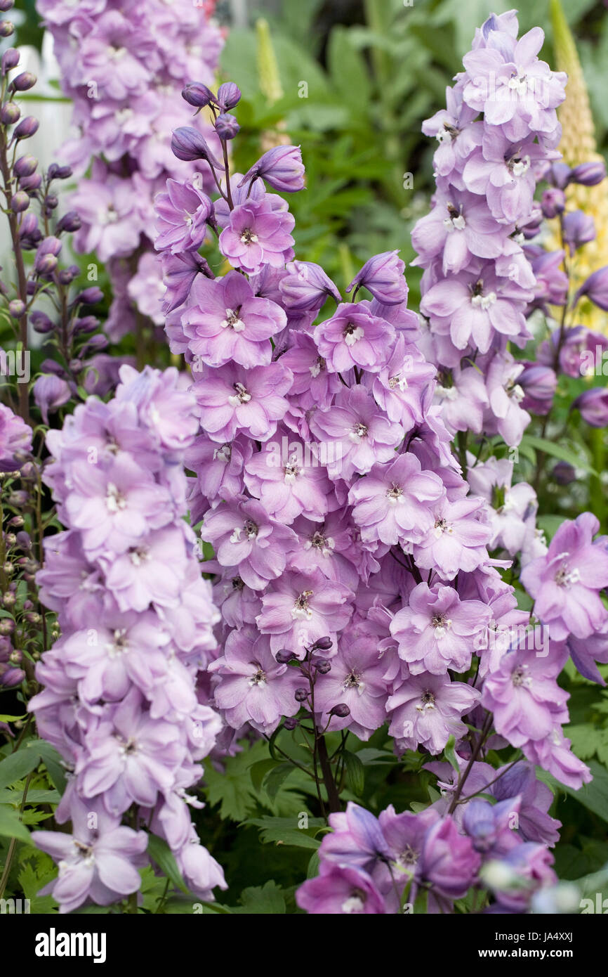 Delphinium plant hi-res stock photography and images - Alamy