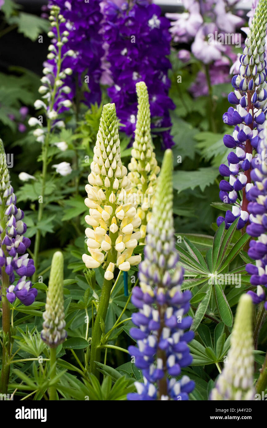 Lupin lupins delphiniums in garden hi-res stock photography and images ...