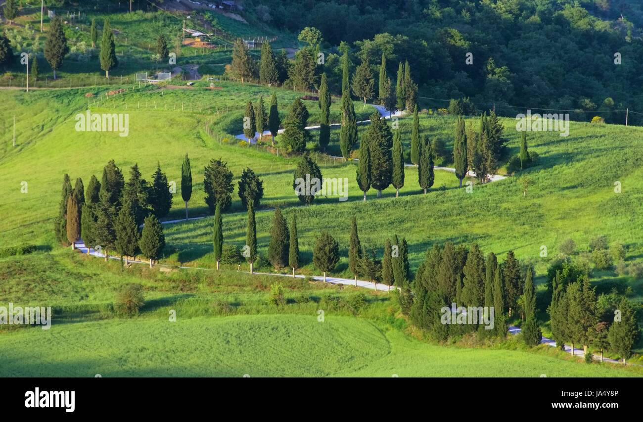 tuscany, bend, cypress, serpentine, street, road, italy, tree, hill ...
