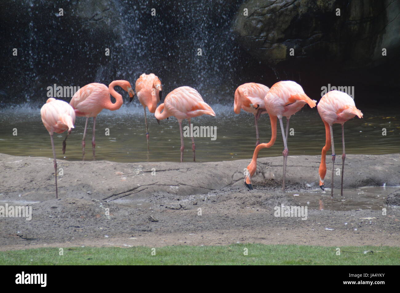 Orange flamingoes hi-res stock photography and images - Alamy