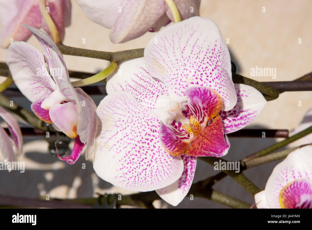 flowers beautiful light pink orchid Stock Photo - Alamy