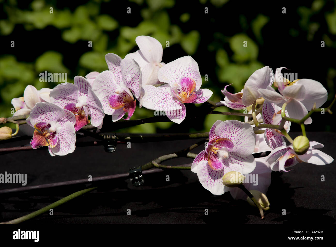 flowers beautiful light pink orchid Stock Photo - Alamy