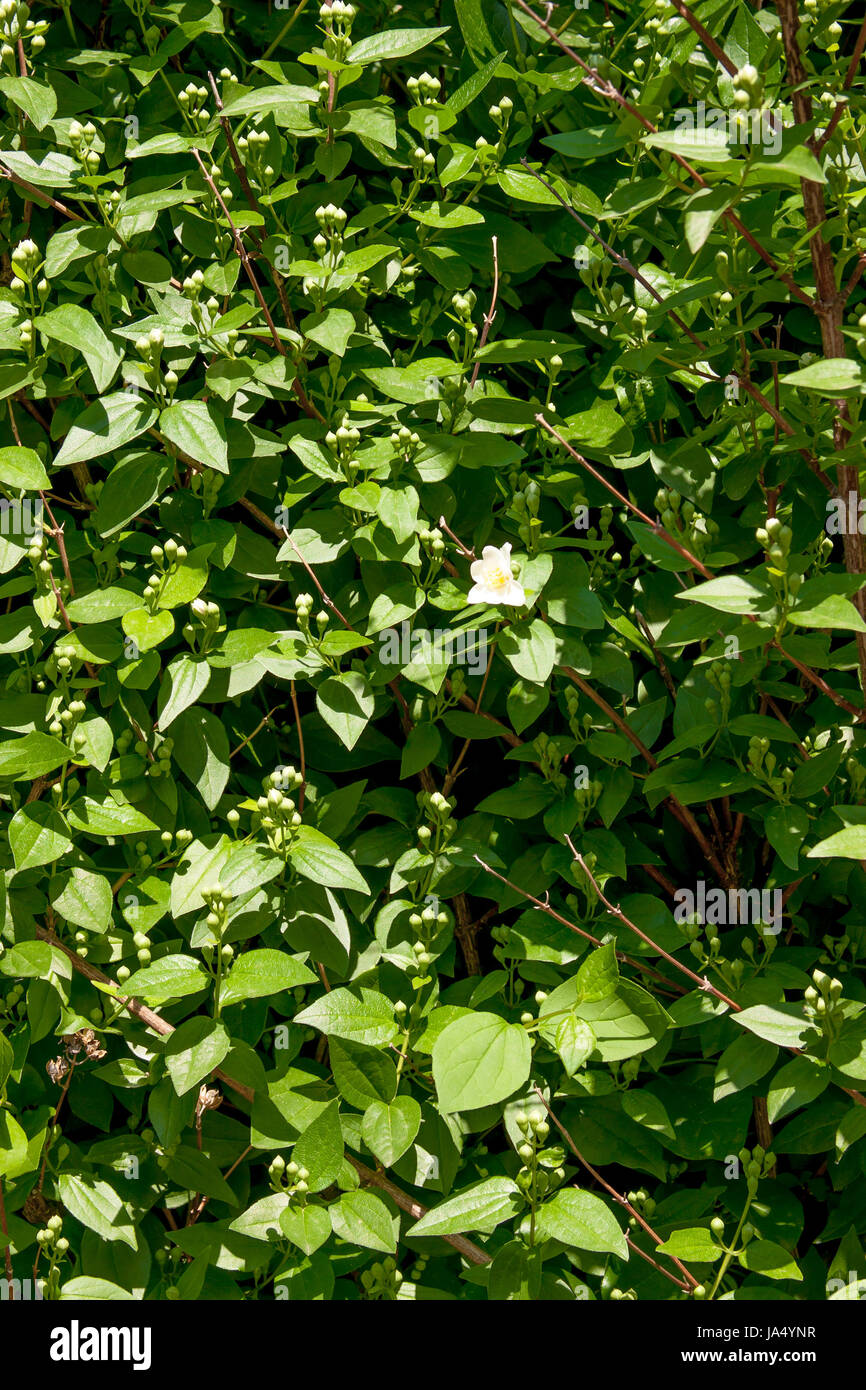 beautiful bush of flowering jasmin in a vegetable garden Stock Photo ...