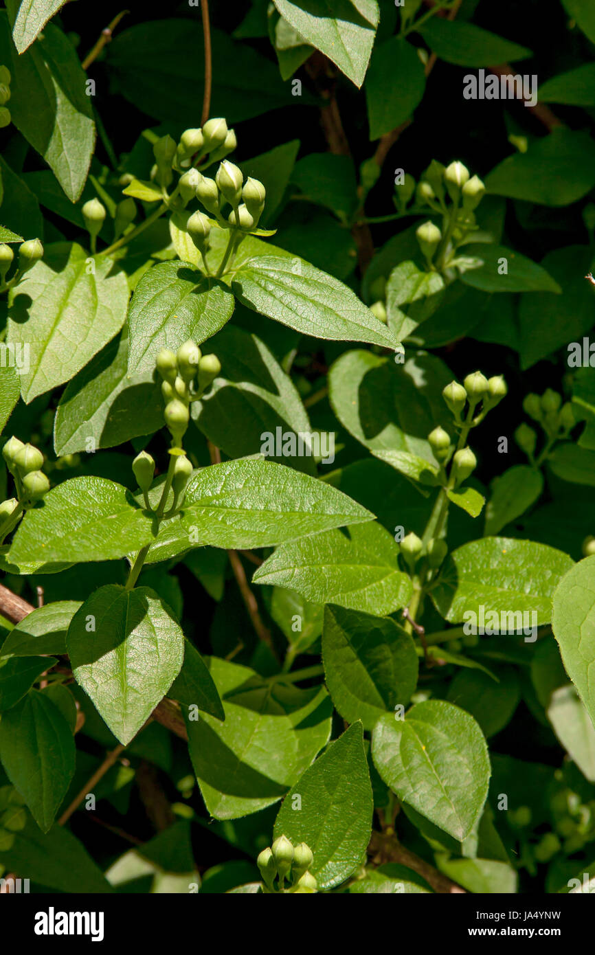 beautiful bush of flowering jasmin in a vegetable garden Stock Photo ...