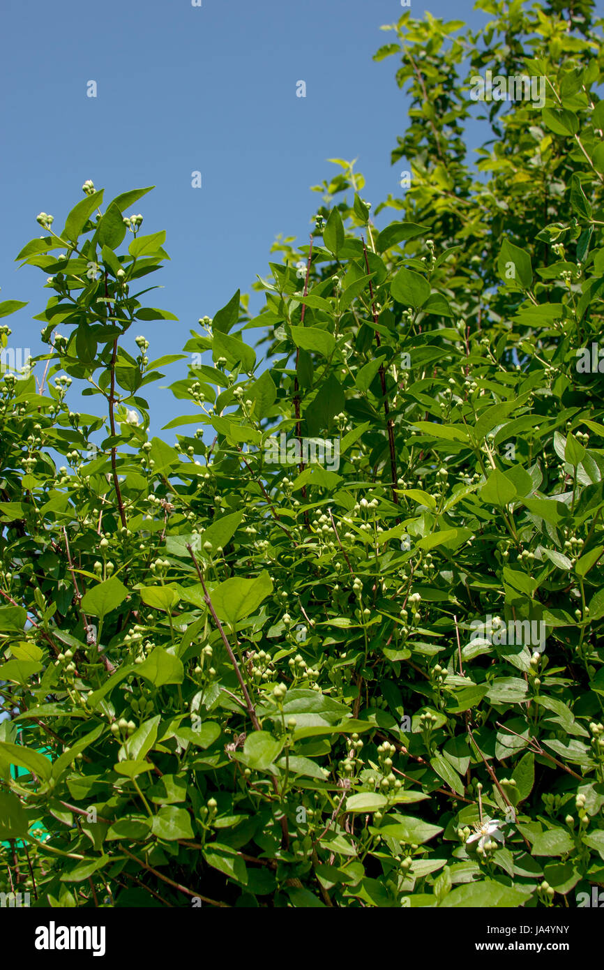 beautiful bush of flowering jasmin in a vegetable garden Stock Photo ...