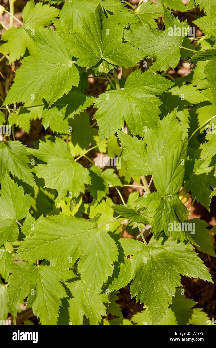 bush of currants growing in a vegetable garden Stock Photo - Alamy