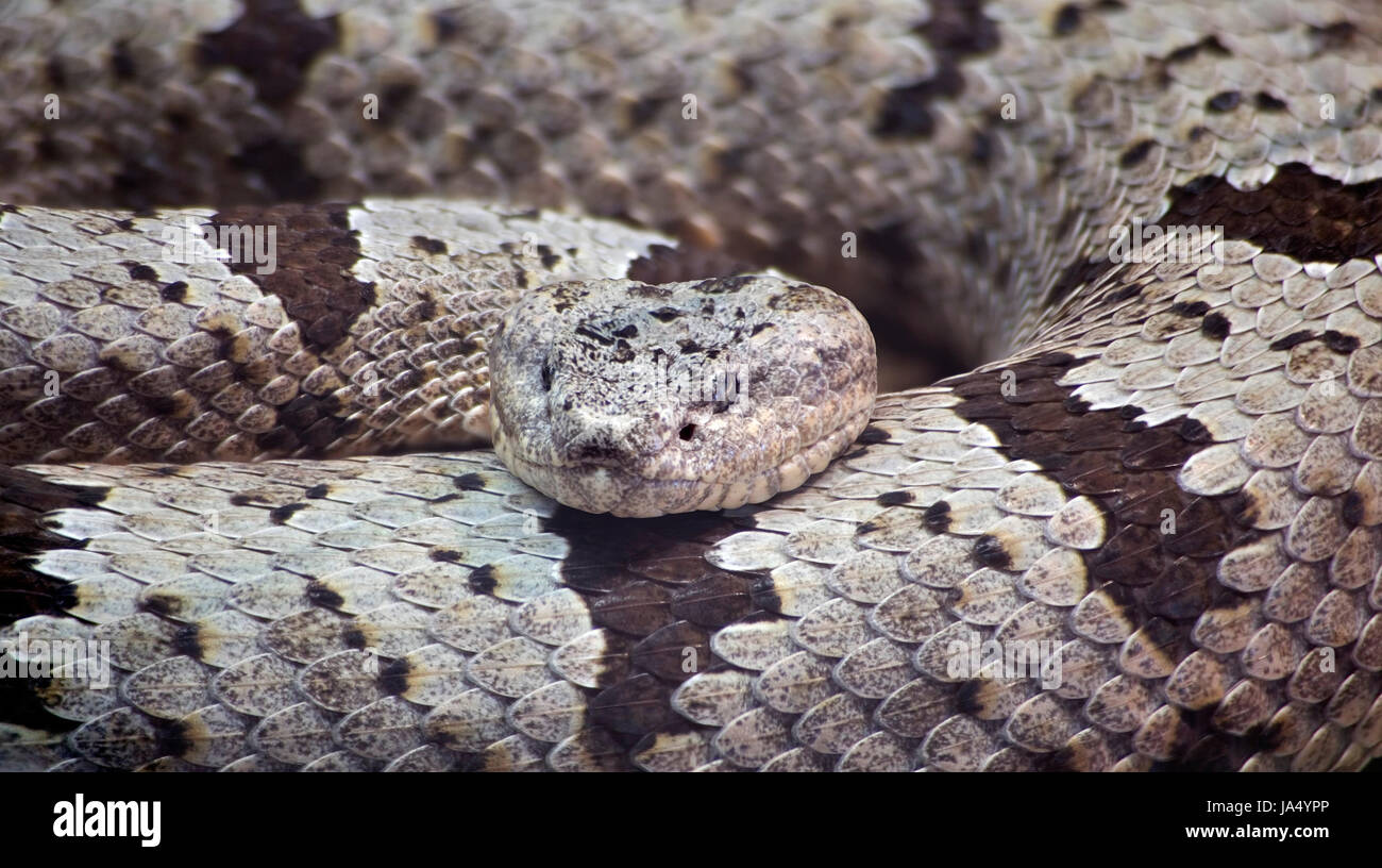 Camouflage Rattlesnake