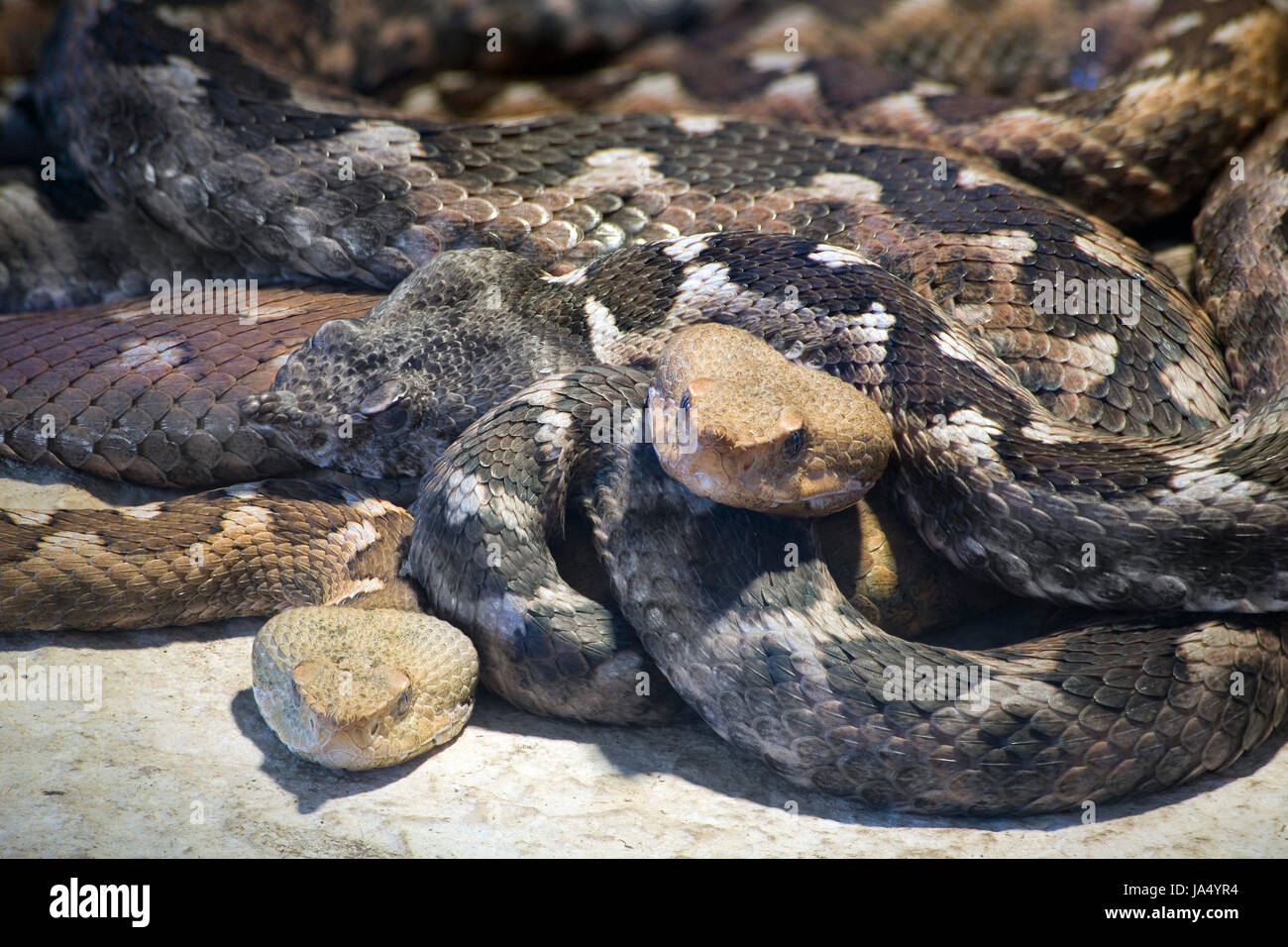 snake, mating, mate, toxic, poisonous, animal, scrabble, crawling ...